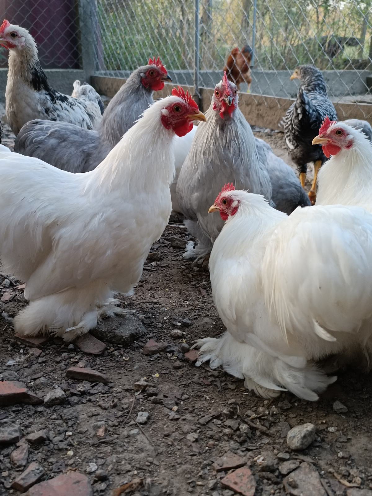 Kokinkina patuljasta