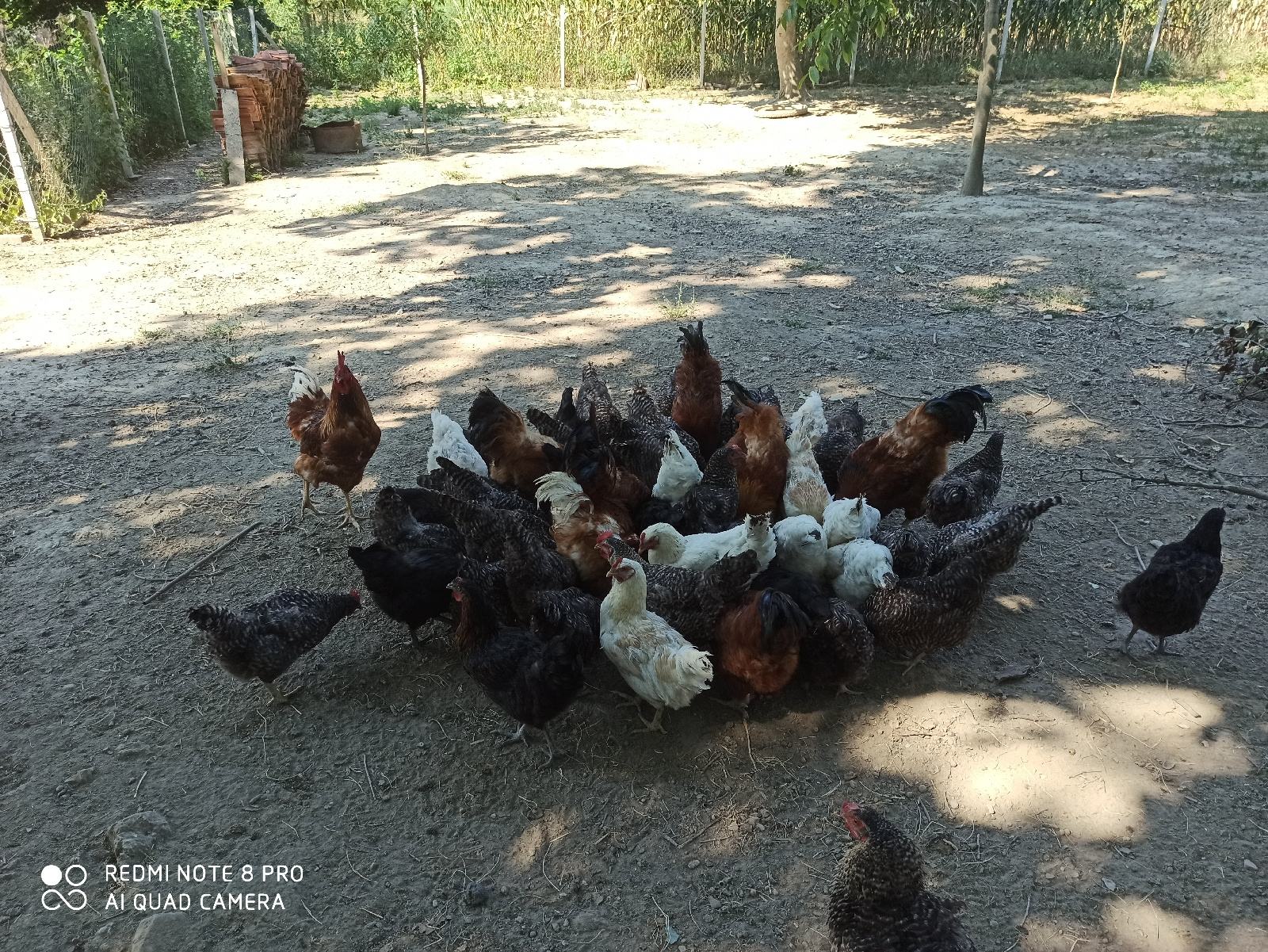 Prodajem PRELUX kokoši