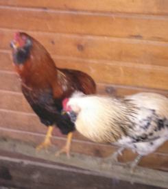KOKOTI ARAUCANA