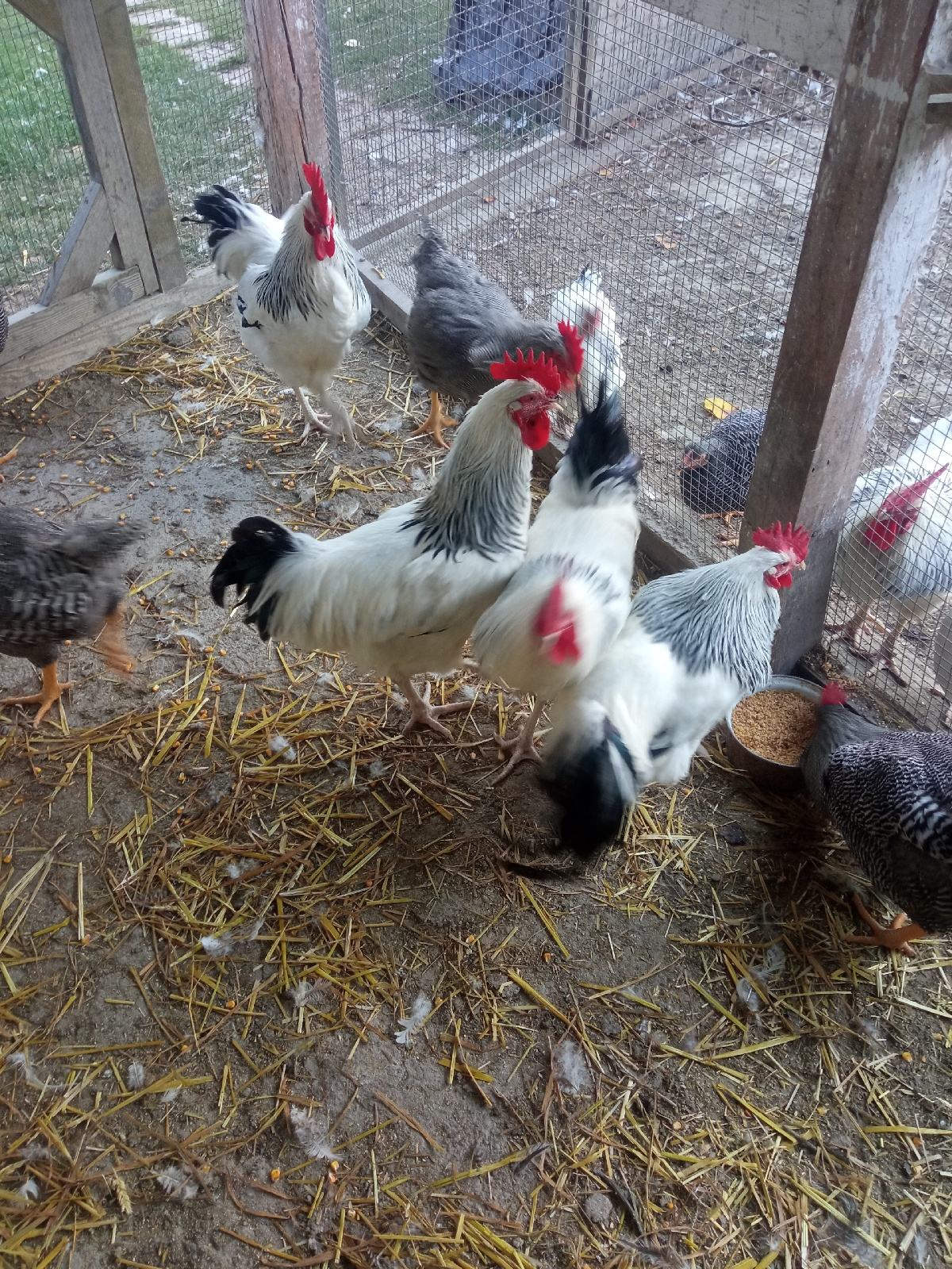 Kokoti mladi Sasex i Plimutrok