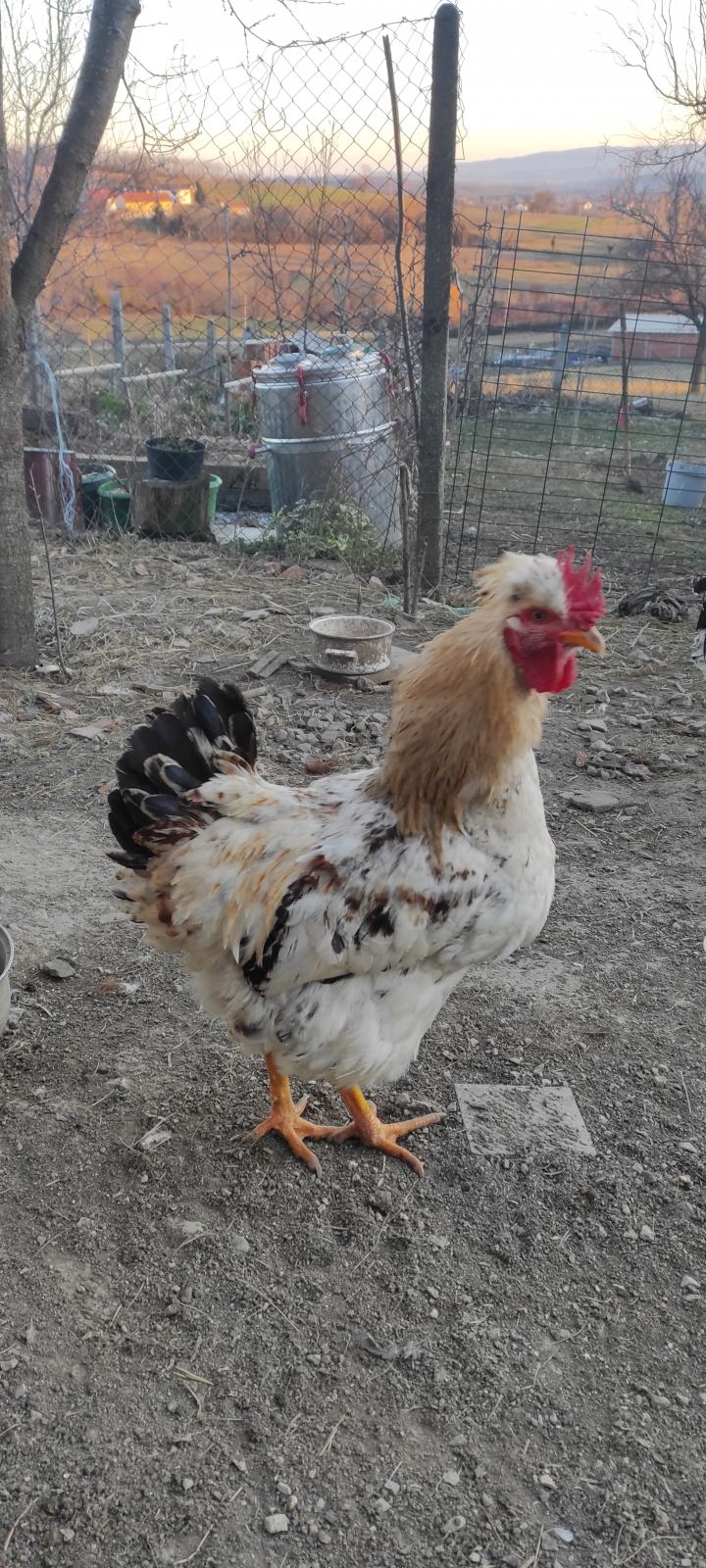 Kokoti