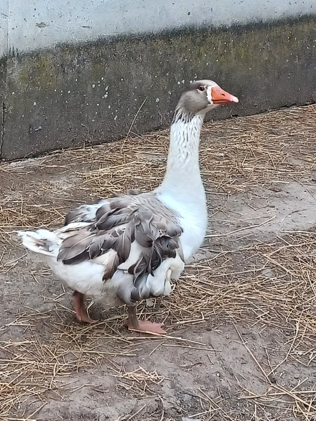 Kovrčavi gusan za rasplod
