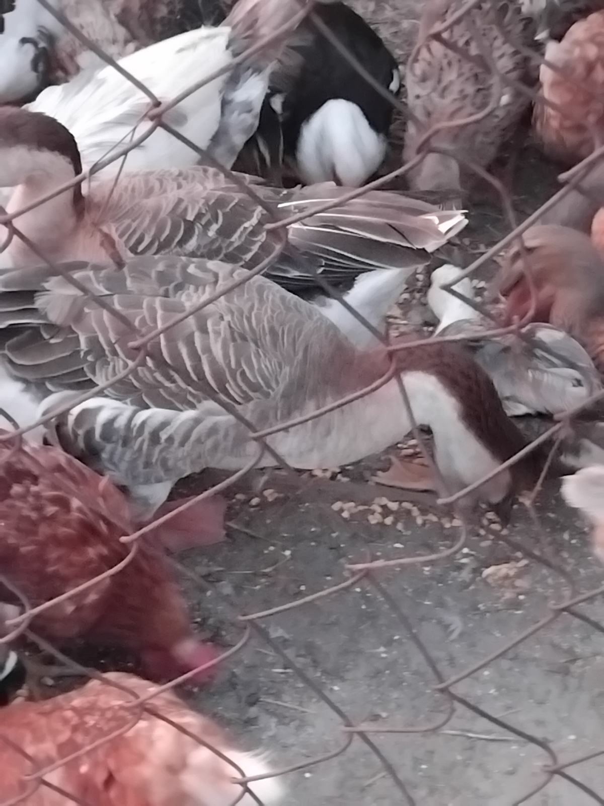 Labudasta guska i indijske patke