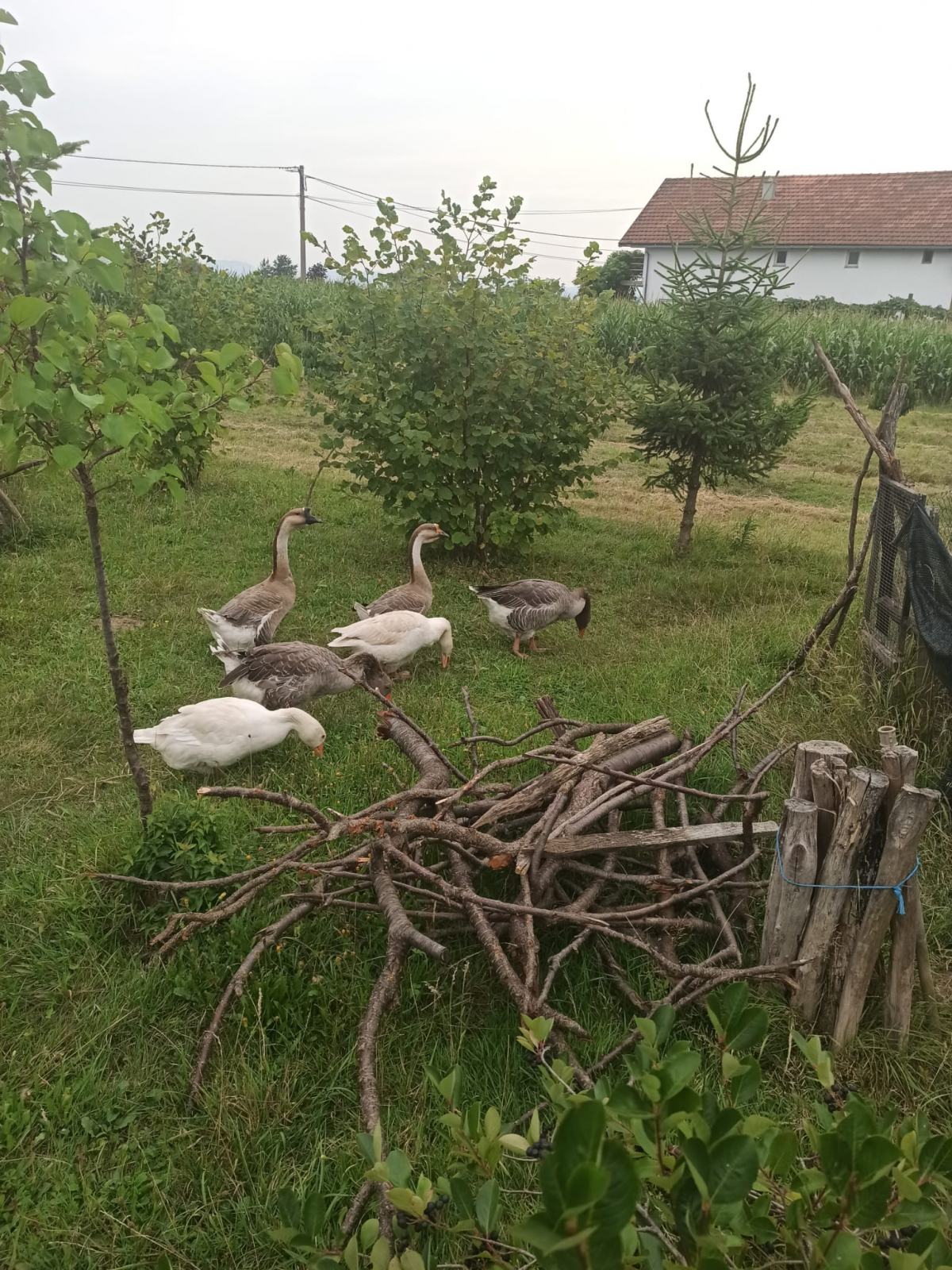 labudaste i domaće guske