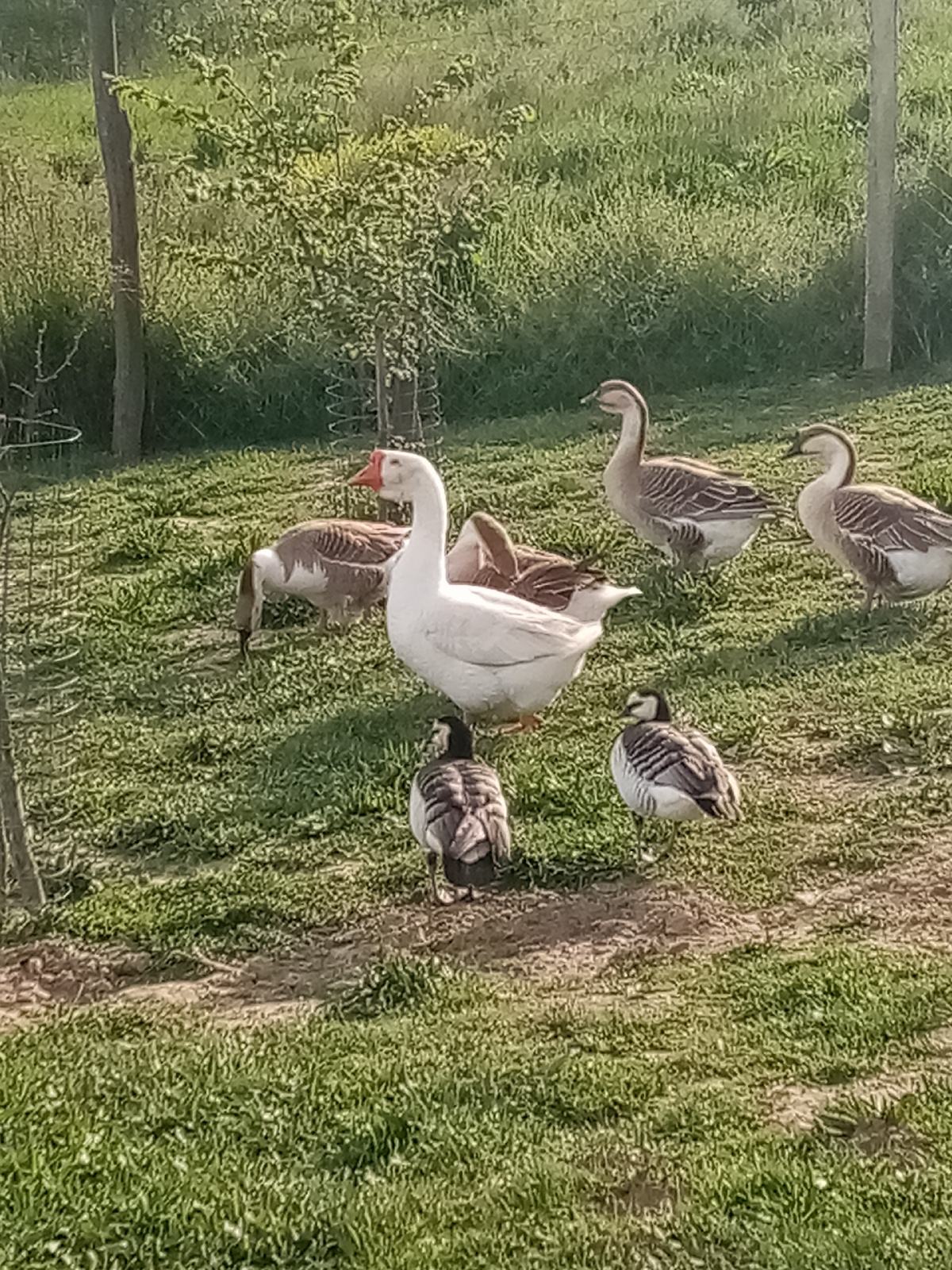 labudaste guske
