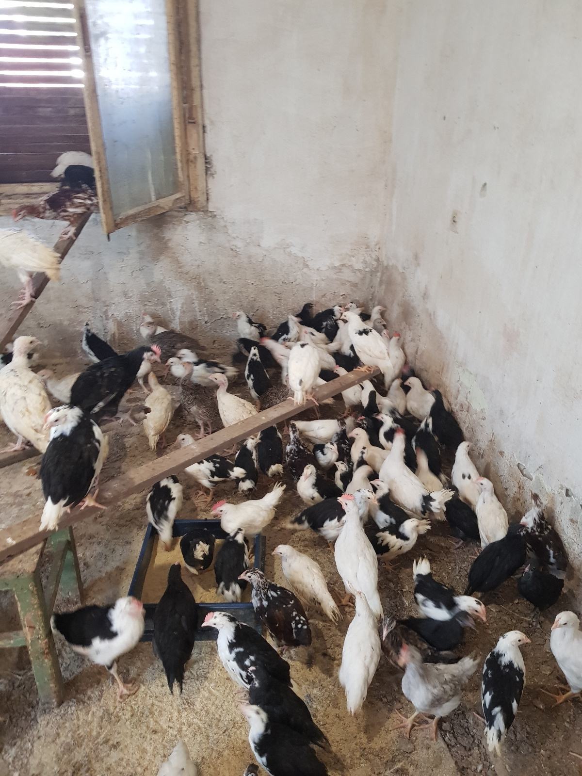 Leghorn 2 meseca koke