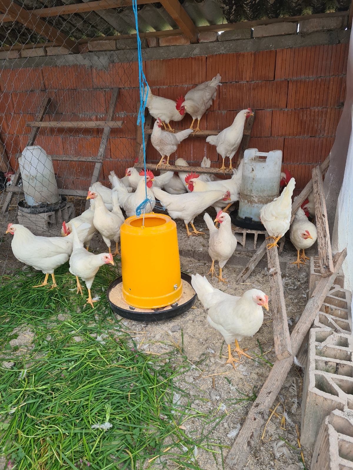 Leghorn jaja za nasad