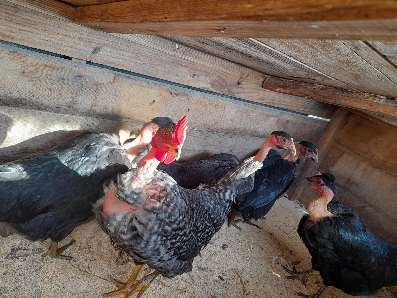 Mlade golovrate kokoši i pjevac