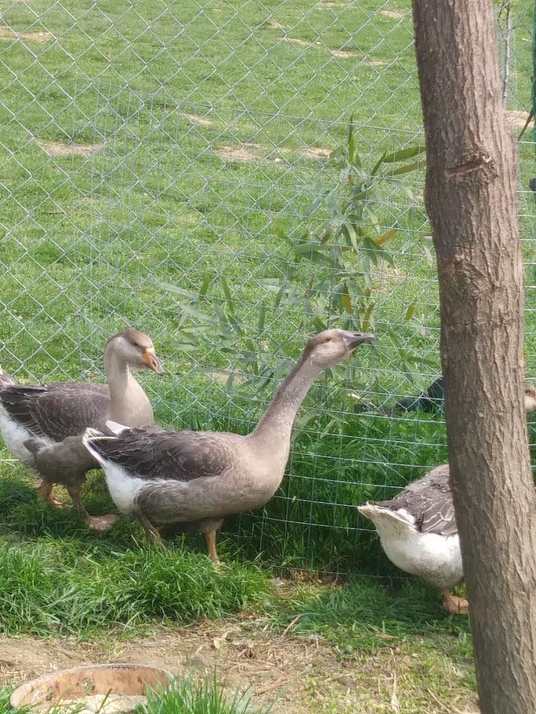 Mlade guske ovoogodisnje