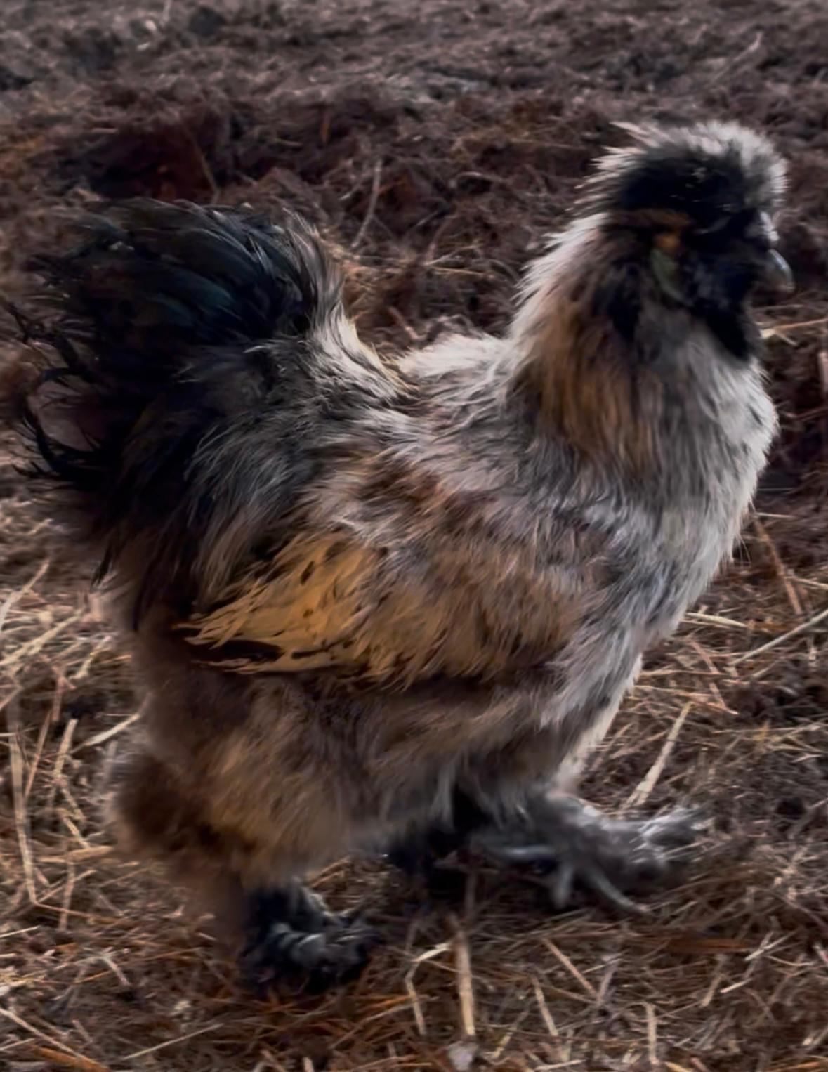 mladi pijetlovi brama i svileni