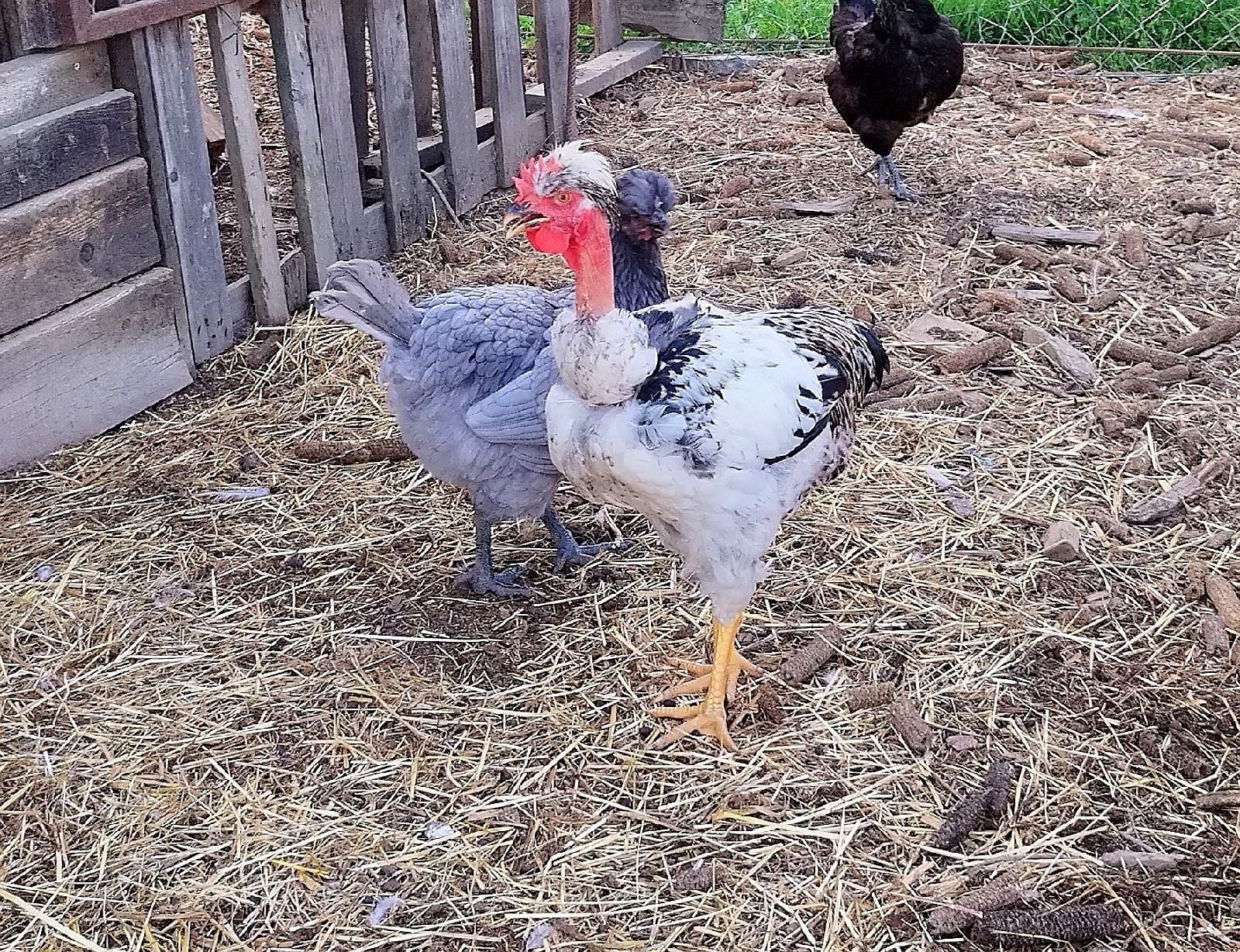 Mladi pjetlovi, kokoti, pjevci