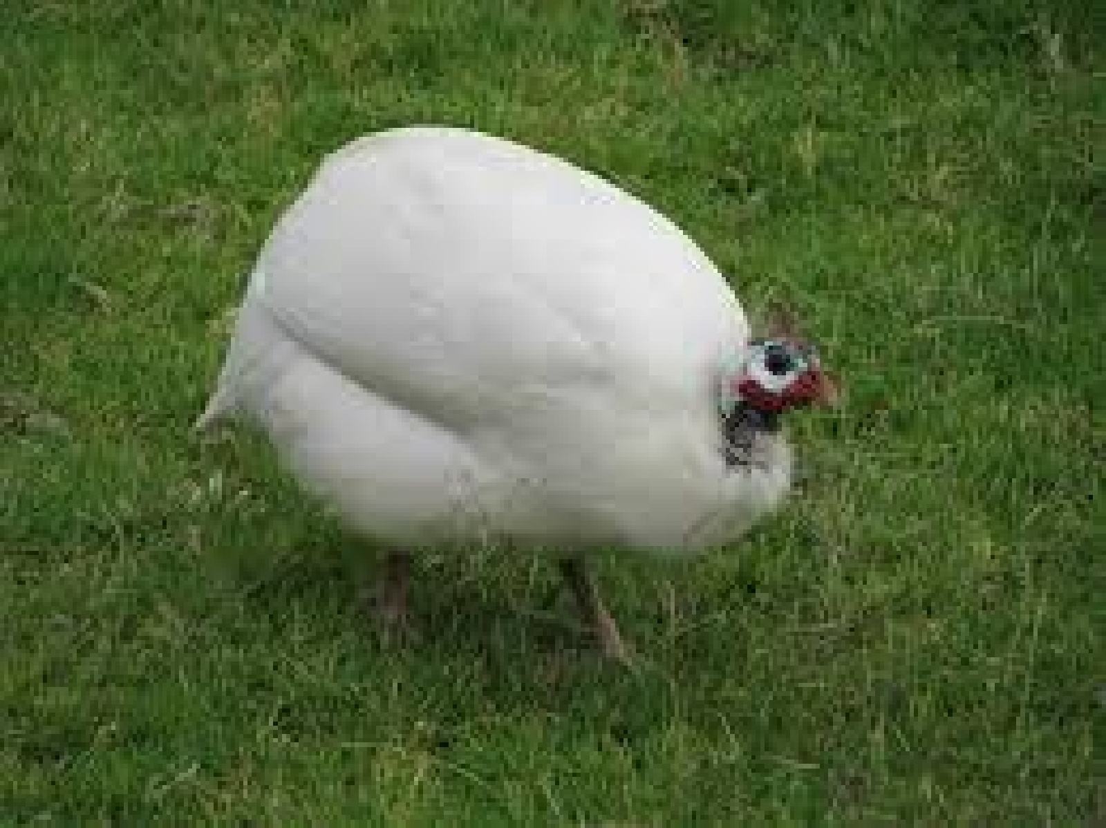 MORKE -BISERKE -PERLINKE, FARAONKE , GIGANTE NAJVEČI SOJ 2024 PRODAJEM