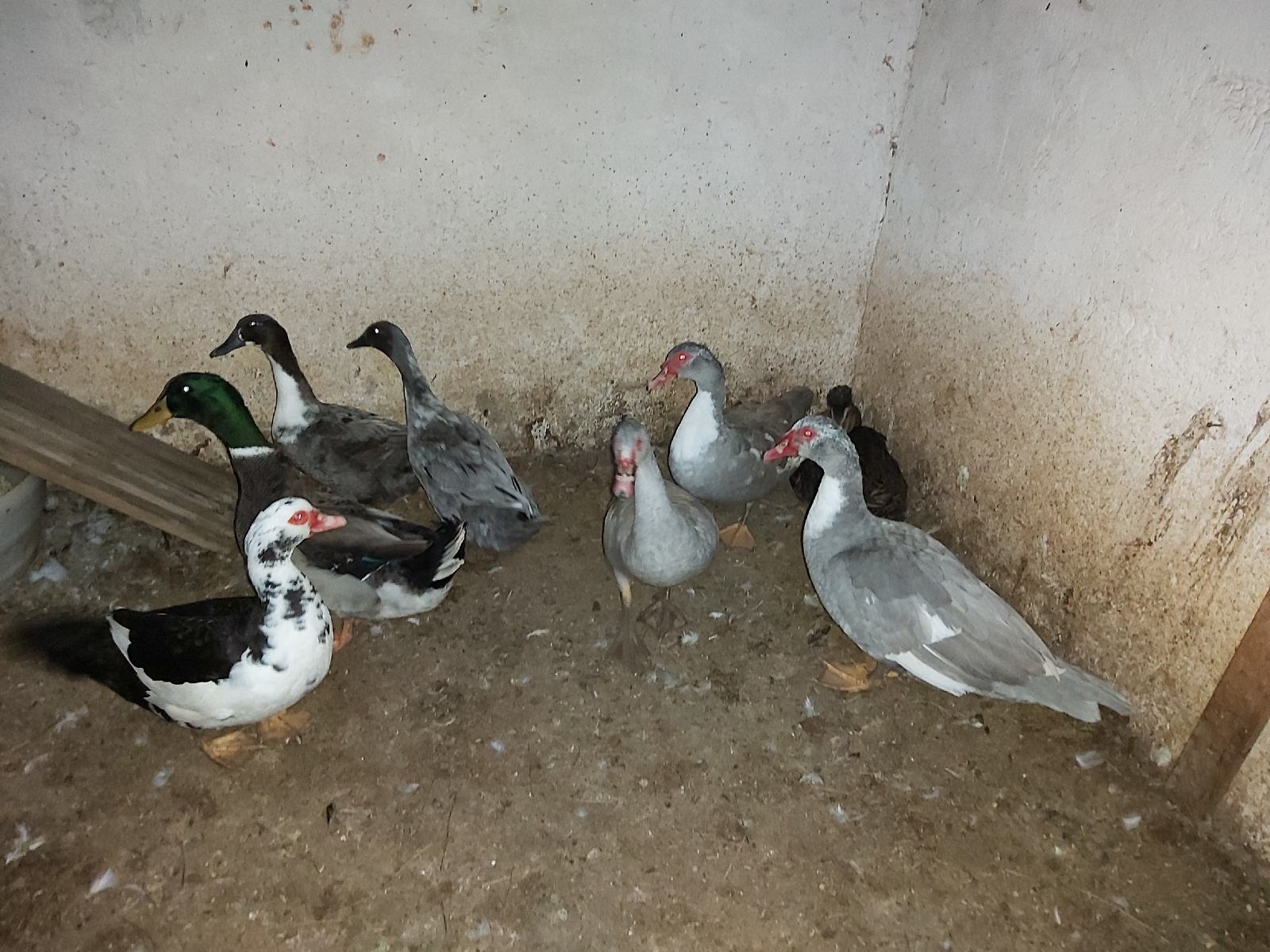 mosusne/japanske patke