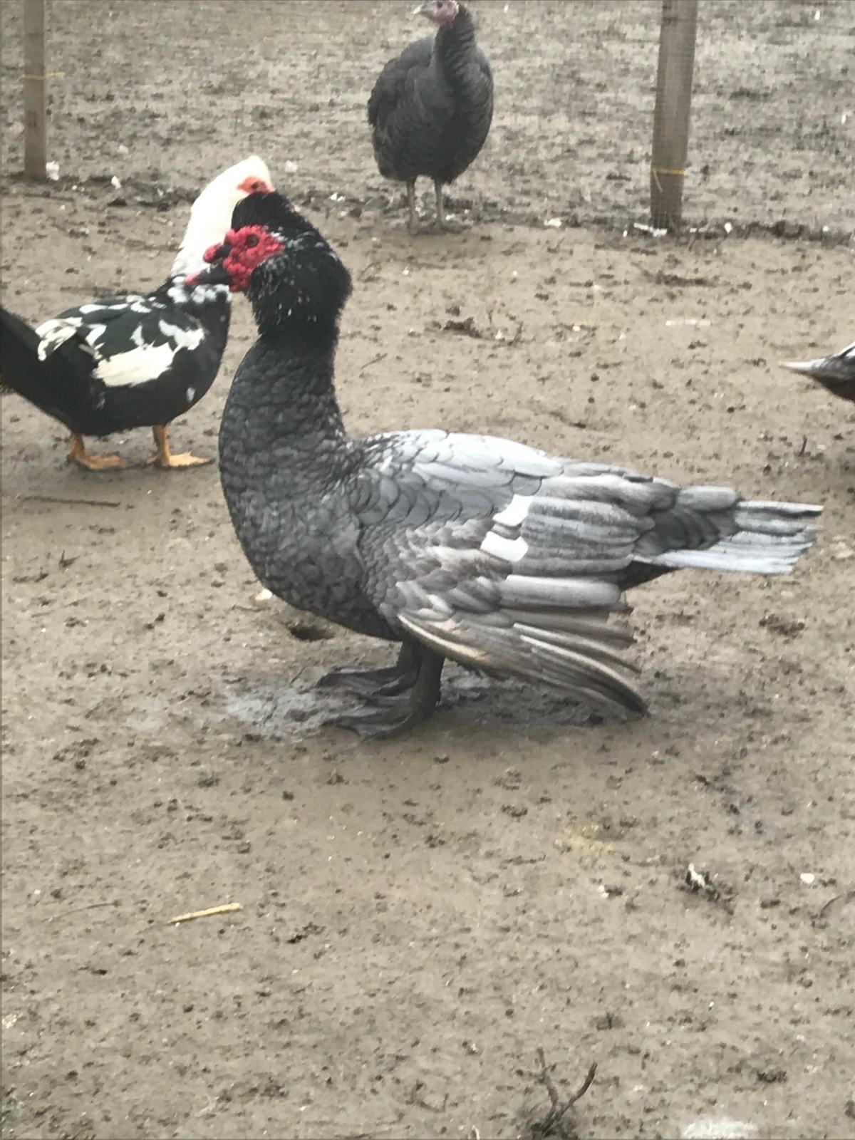 mošusne patke(japanke)