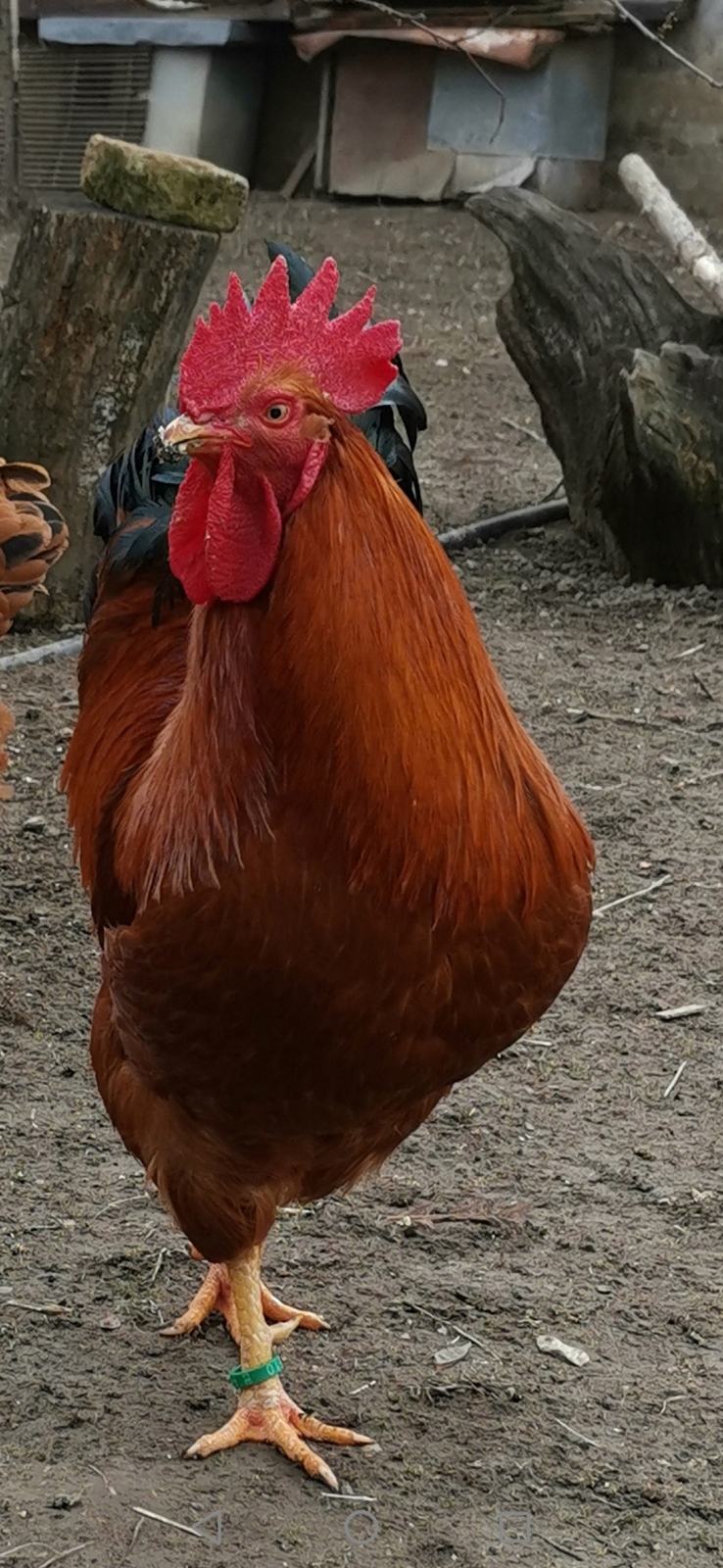 New Hampshire - jaja za nasad