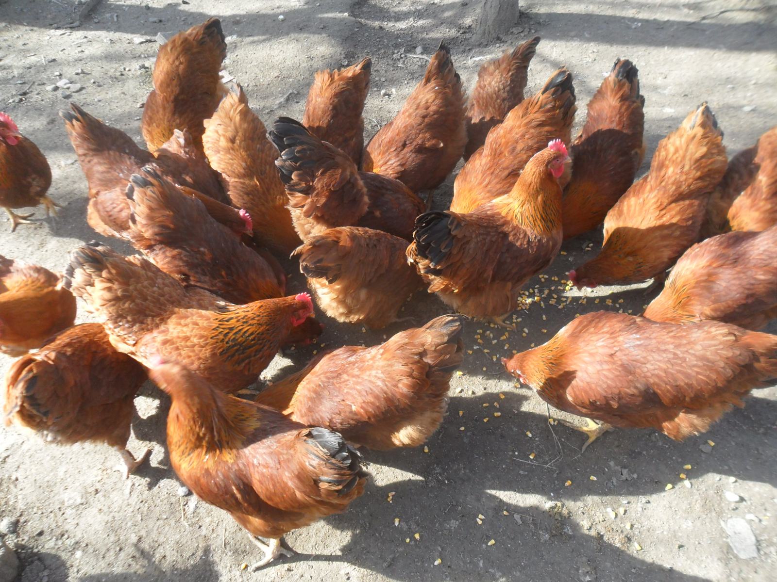 NEW HAMPSHIRE - JAJA ZA NASAD