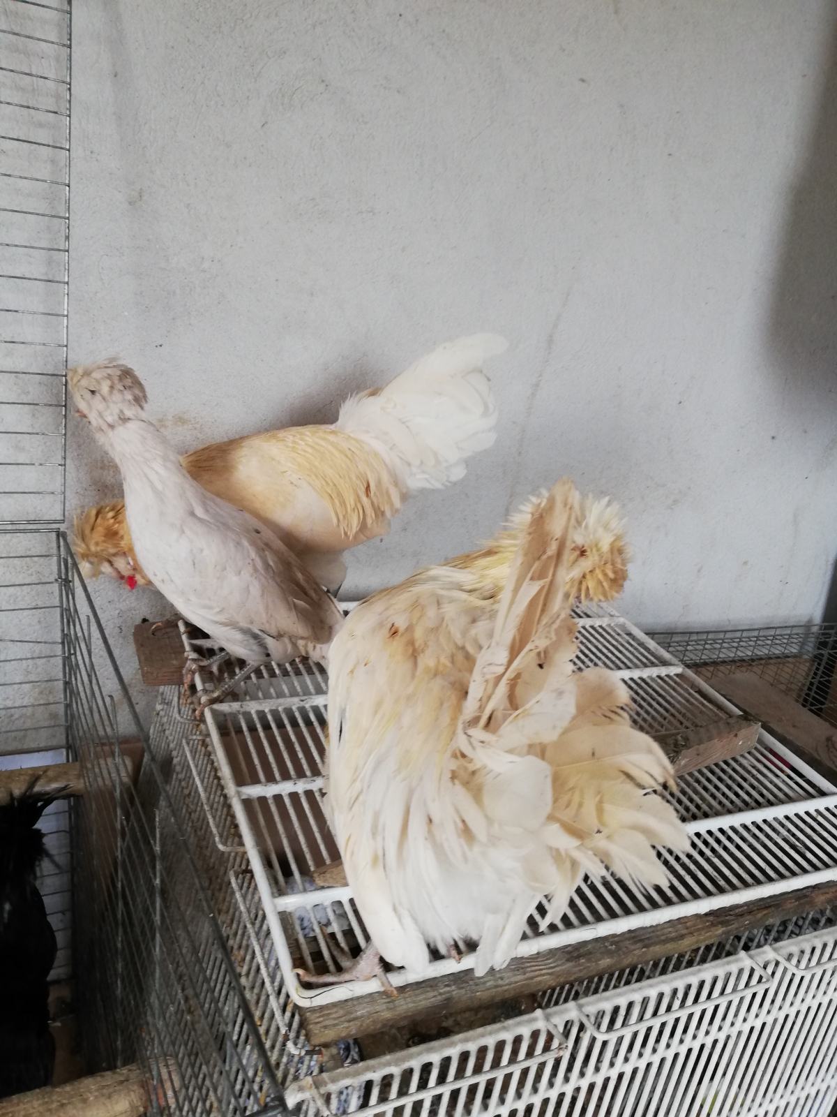 JAJA PADOVANSKE I MINI PADOVANSKE UKRASNE KOKOŠI PRODAJEM