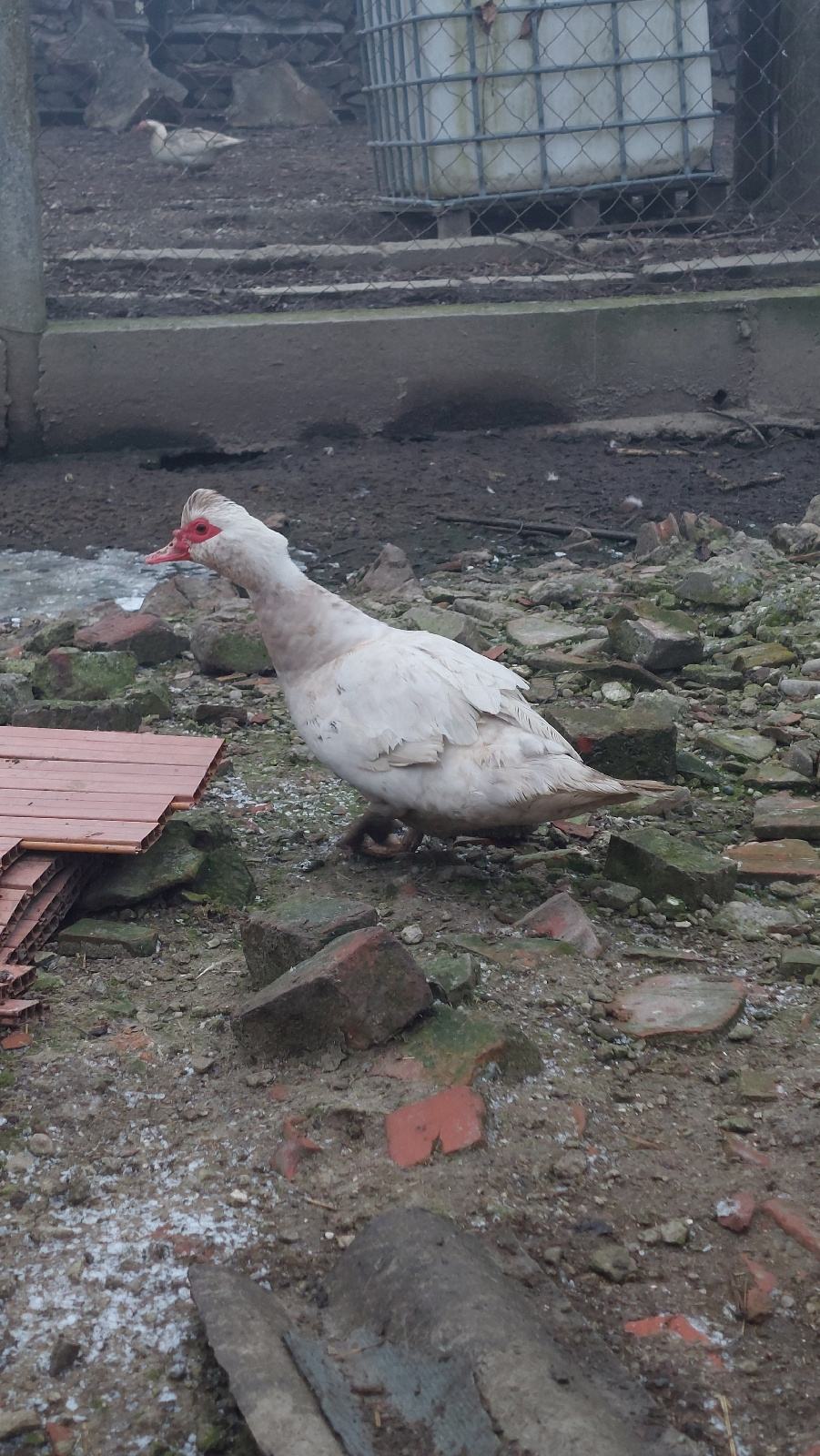 Patka japanka (mošusna)