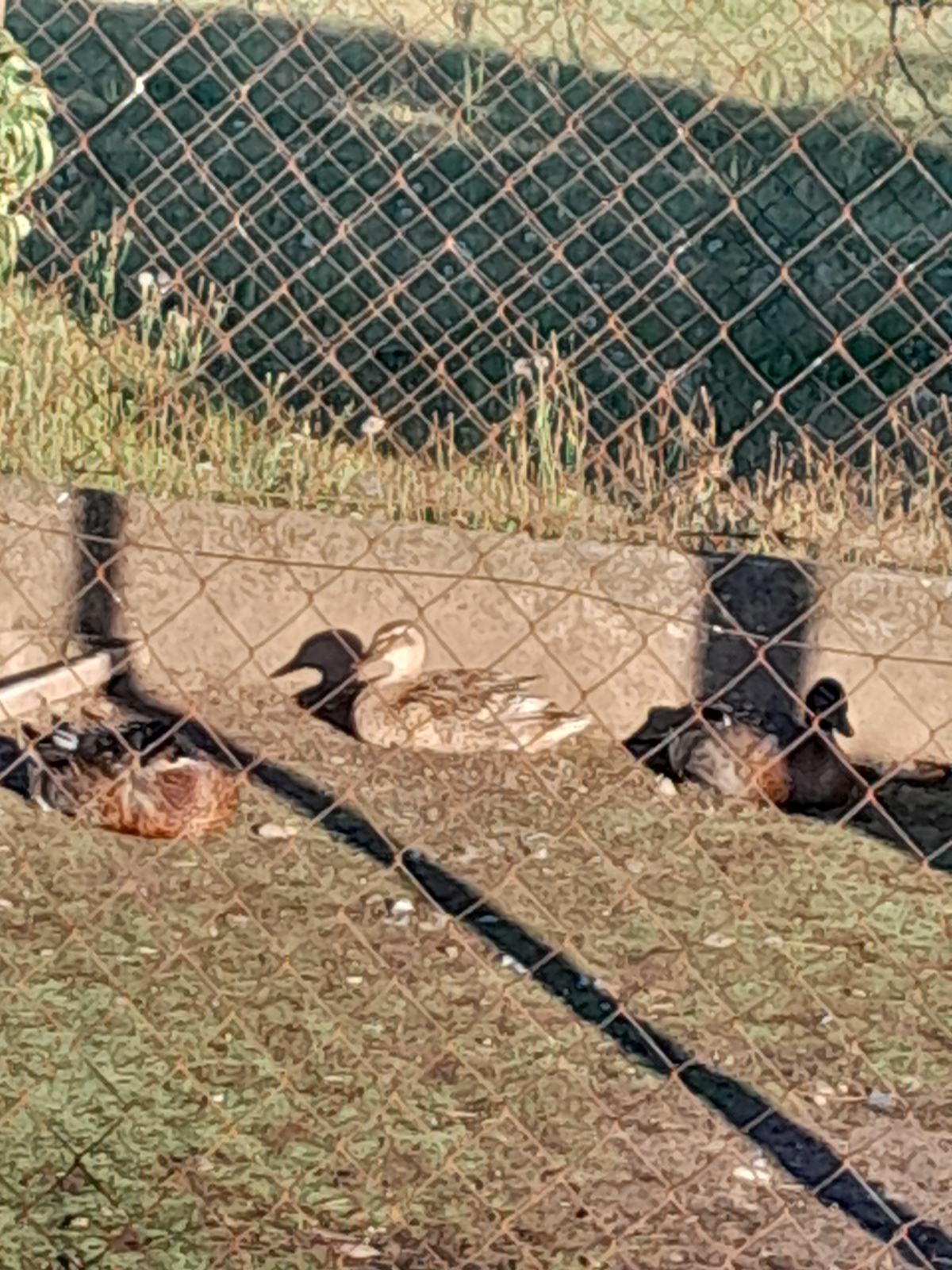 Patke, guska i kokot