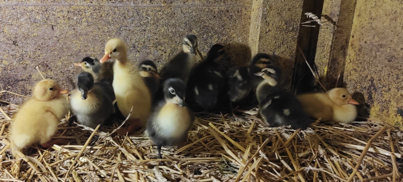 Primam narudžbe za pačiće indijske patke trkačice