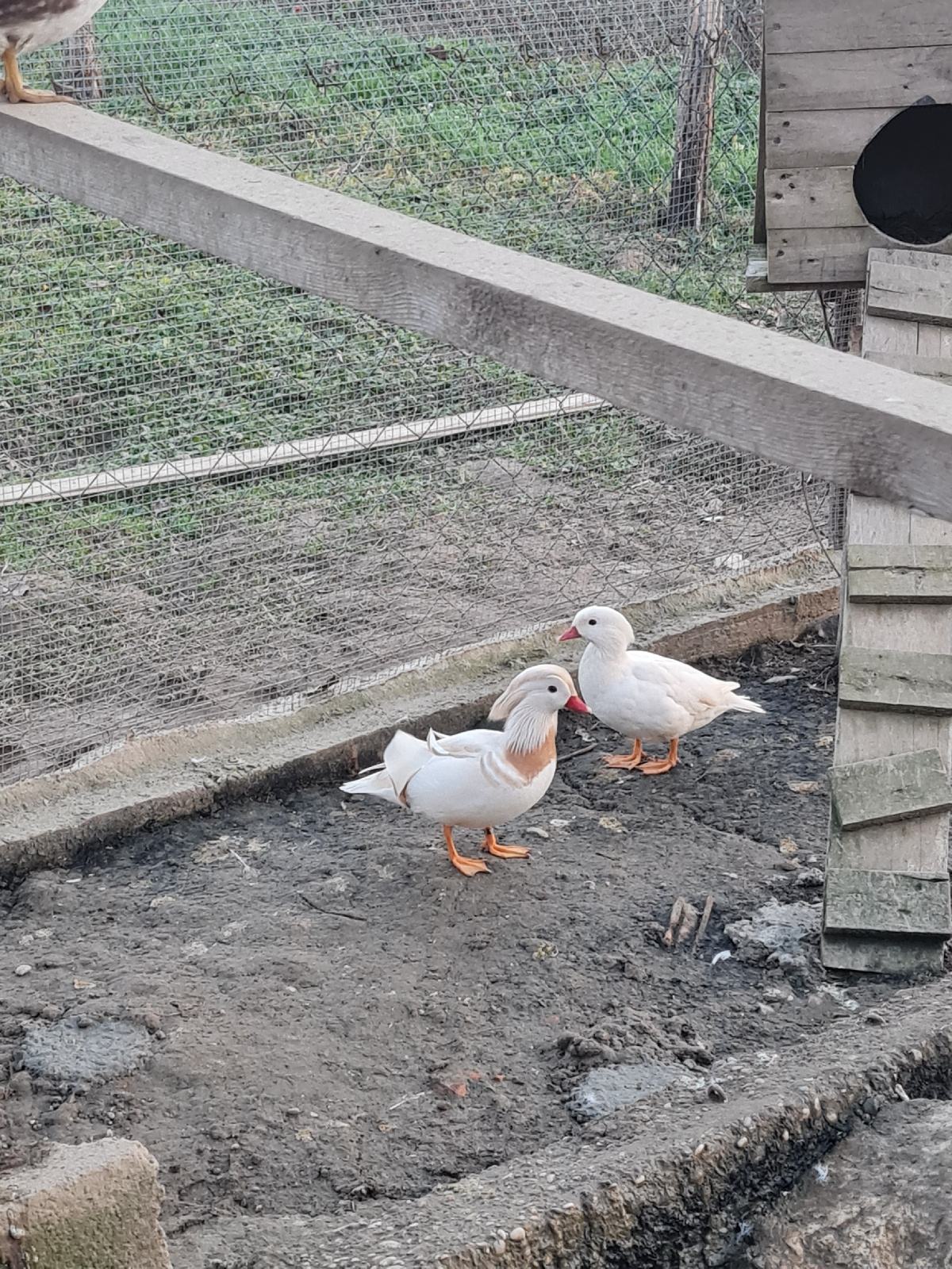 patke mandarinke bijele krem