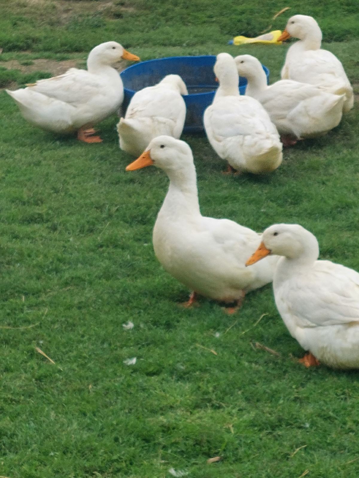 patke pekinške teške