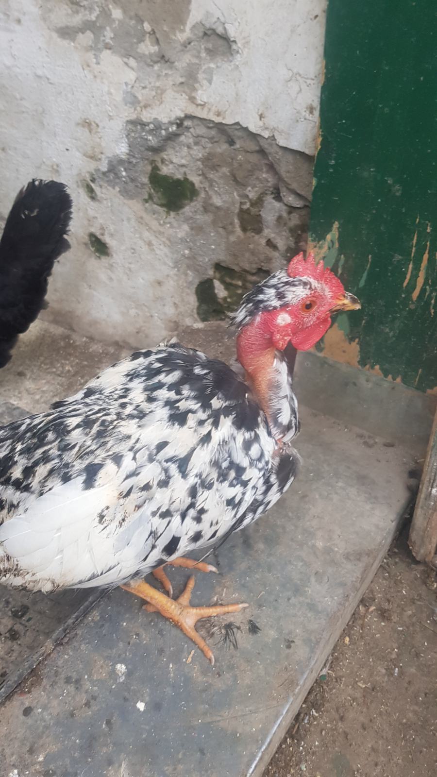 Patuljaste koke i pijetlic 4+1