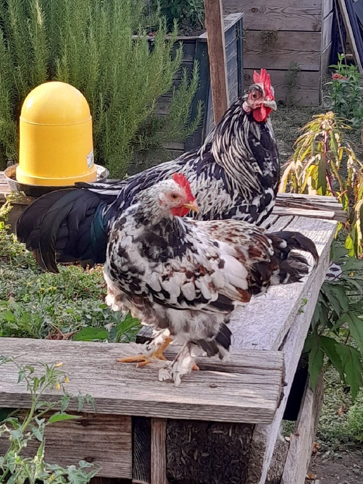 patuljasti Conchin - pjetliçi