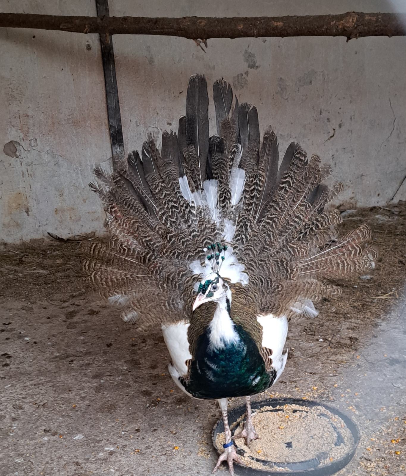 Paunovi Mladi prošlogodišnji crnokrili i šareni