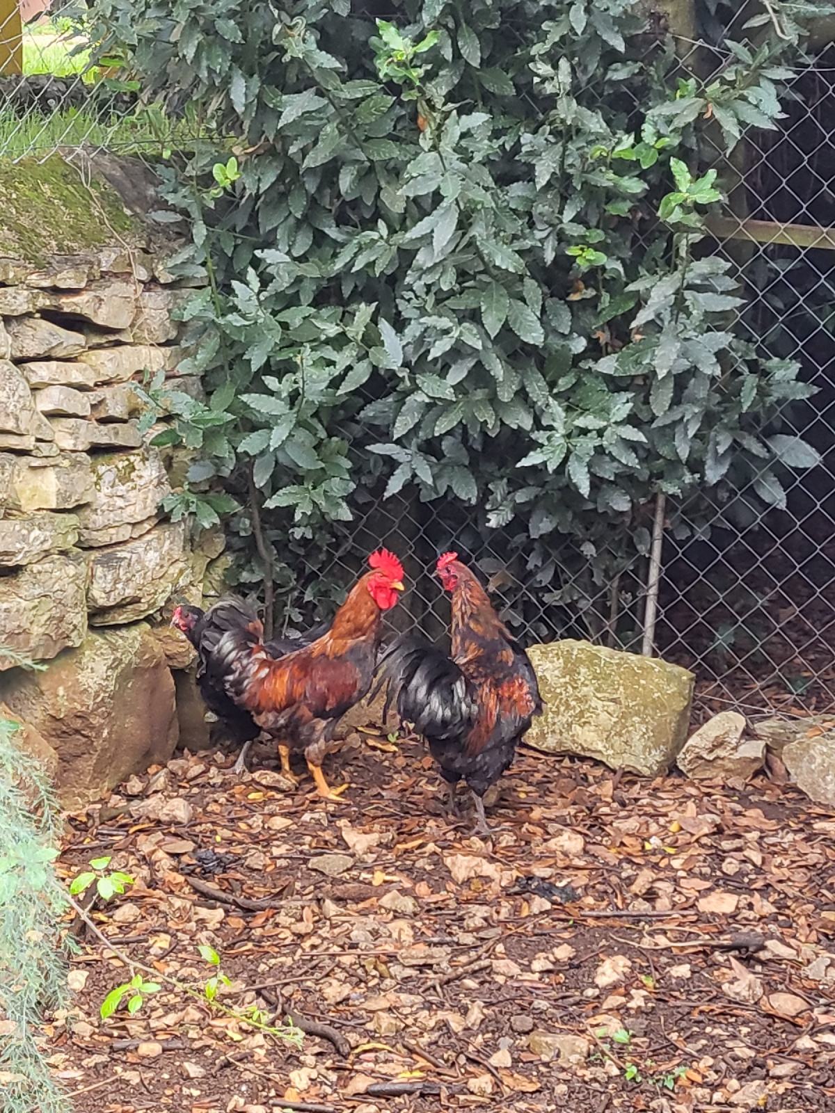 Pijetao Peteh Australorp Hrvat.