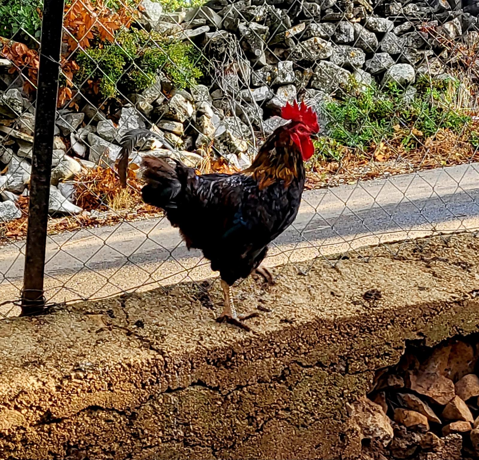 Pijetao, Peteh, Pijevac Australorp Kokoš hrvatica