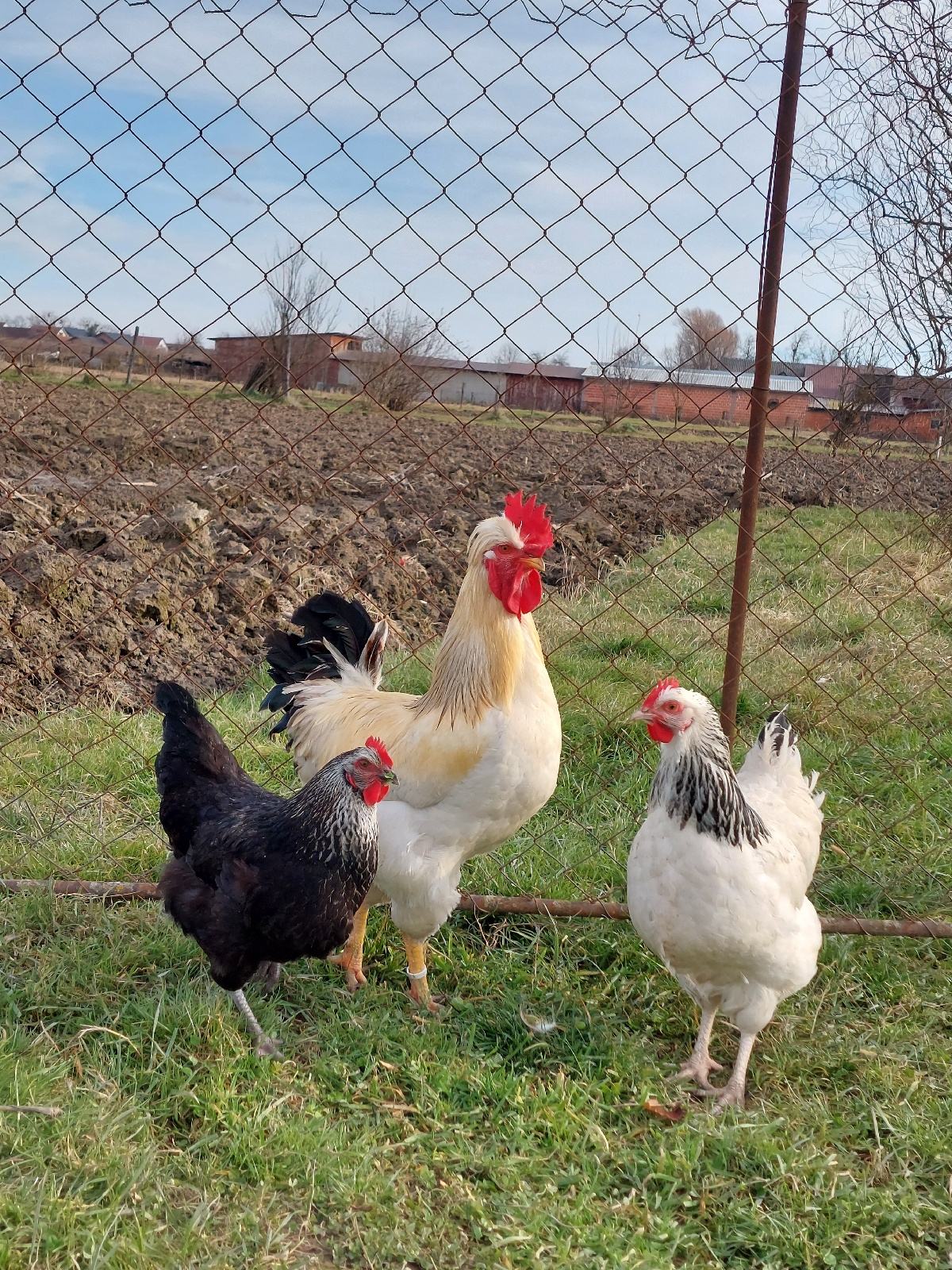 Pijetao Pjevac Kokot