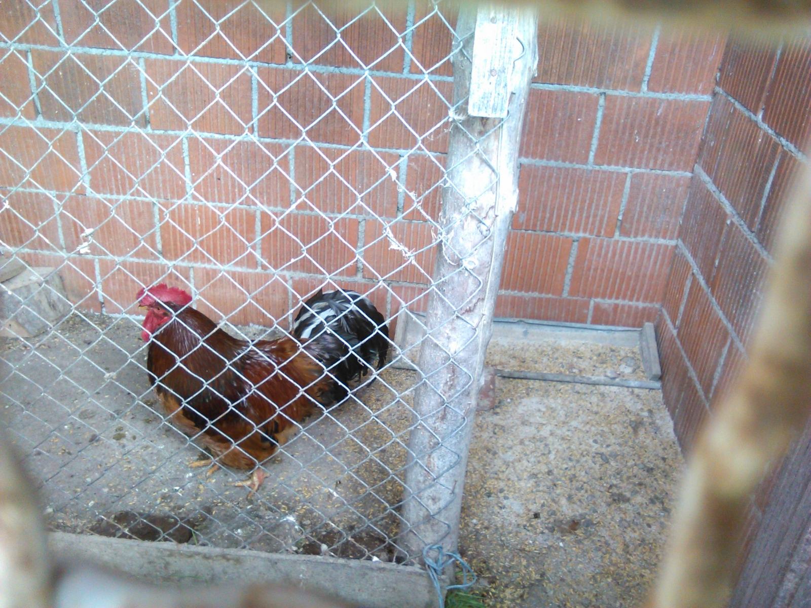 pijetao, pjevac, pivac