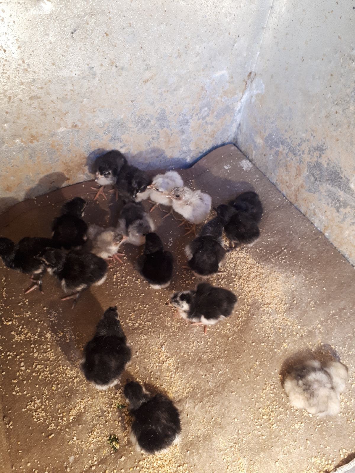 Piliči Australorp crni i plavi