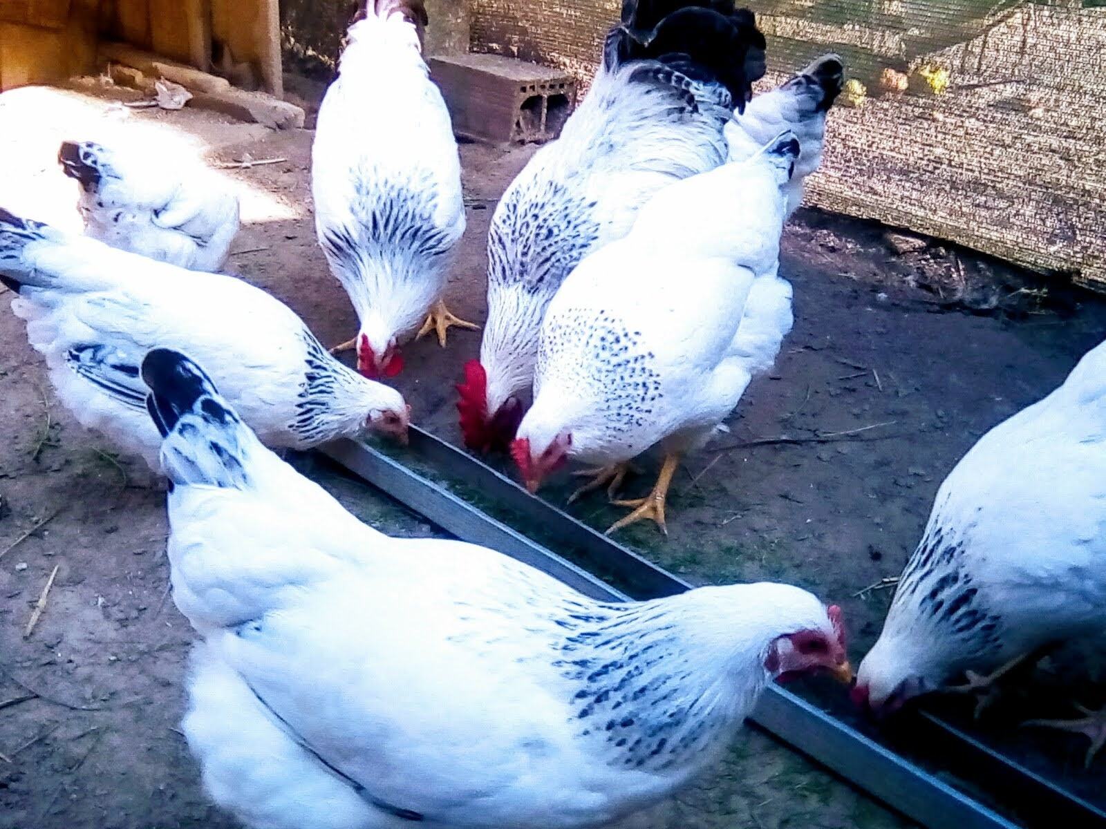 PILIĆI I JAJA ZA NASAD