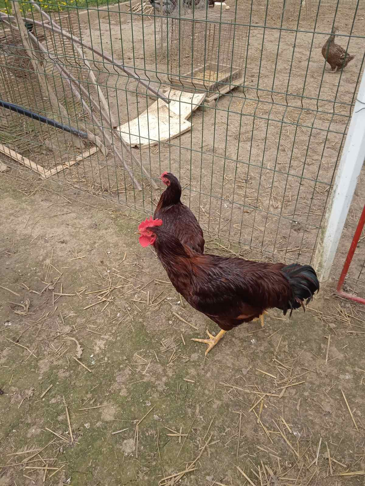 Pilici Rodisland kokosi