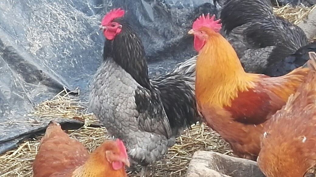 PJETAO,PJEVAC SIVI AUSTRALORP