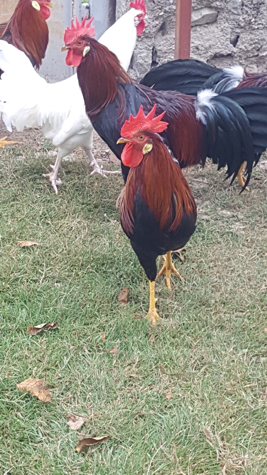 pjevac jarebičaste talijanke