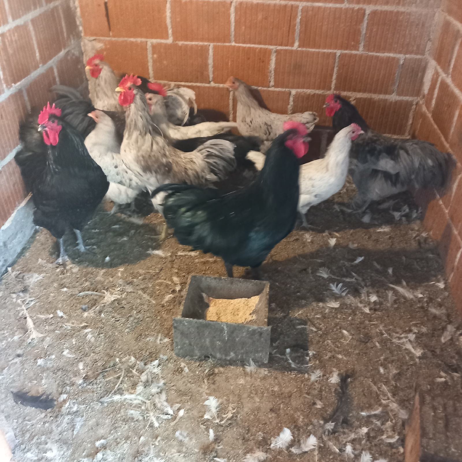 Pjevac sorta Australorp šampionsko grlo