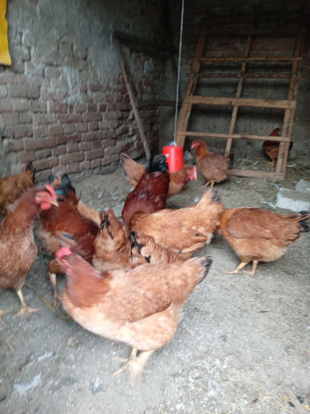 Prelux nesilice ( crveni soj)