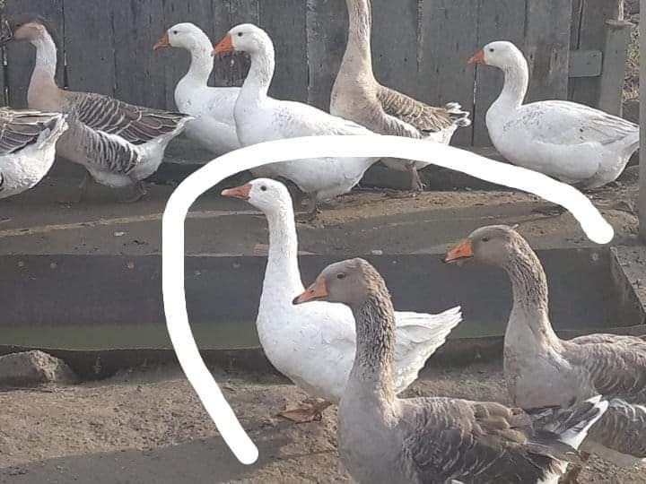 Prodajem 3 mlade guske i domaće kokoši