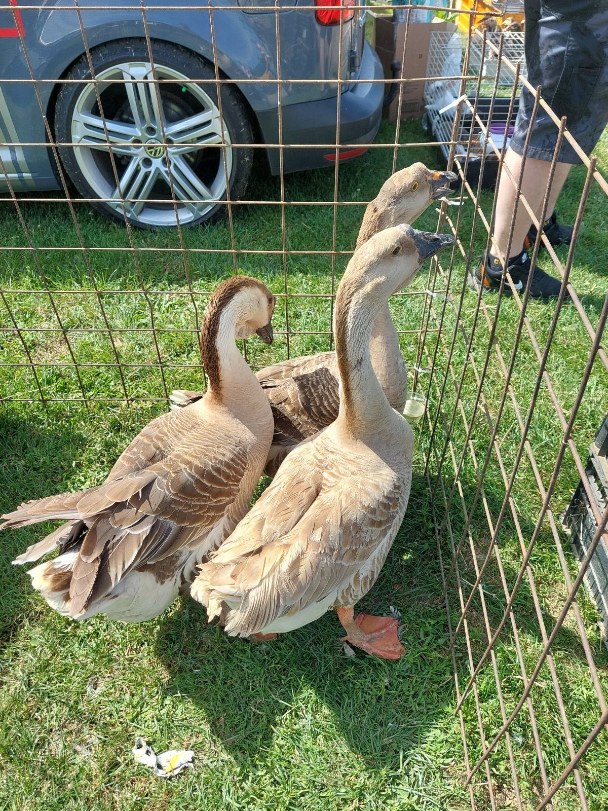 Prodajem afričke labudaste guske