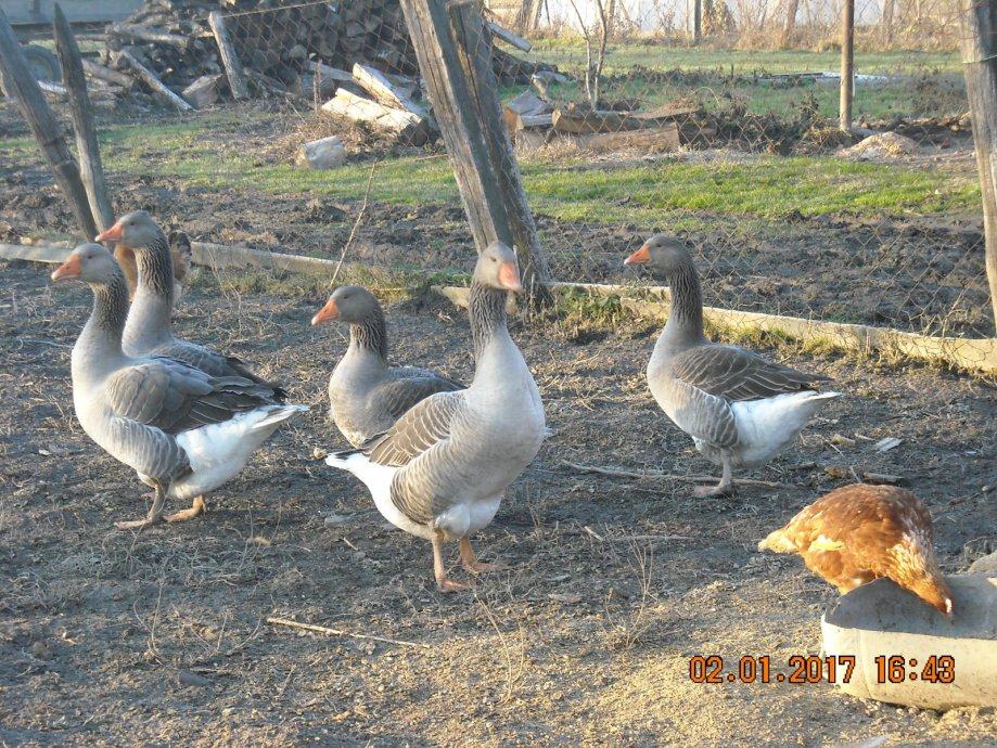Prodajem domaće guske u eko uzgoju