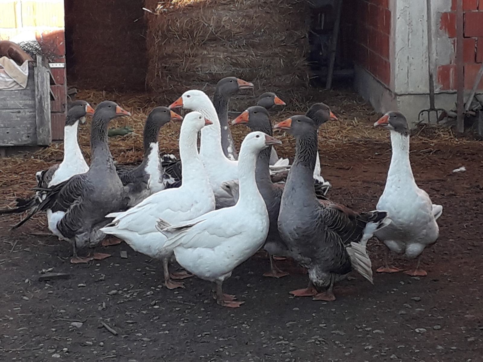 Prodajem domaće guske