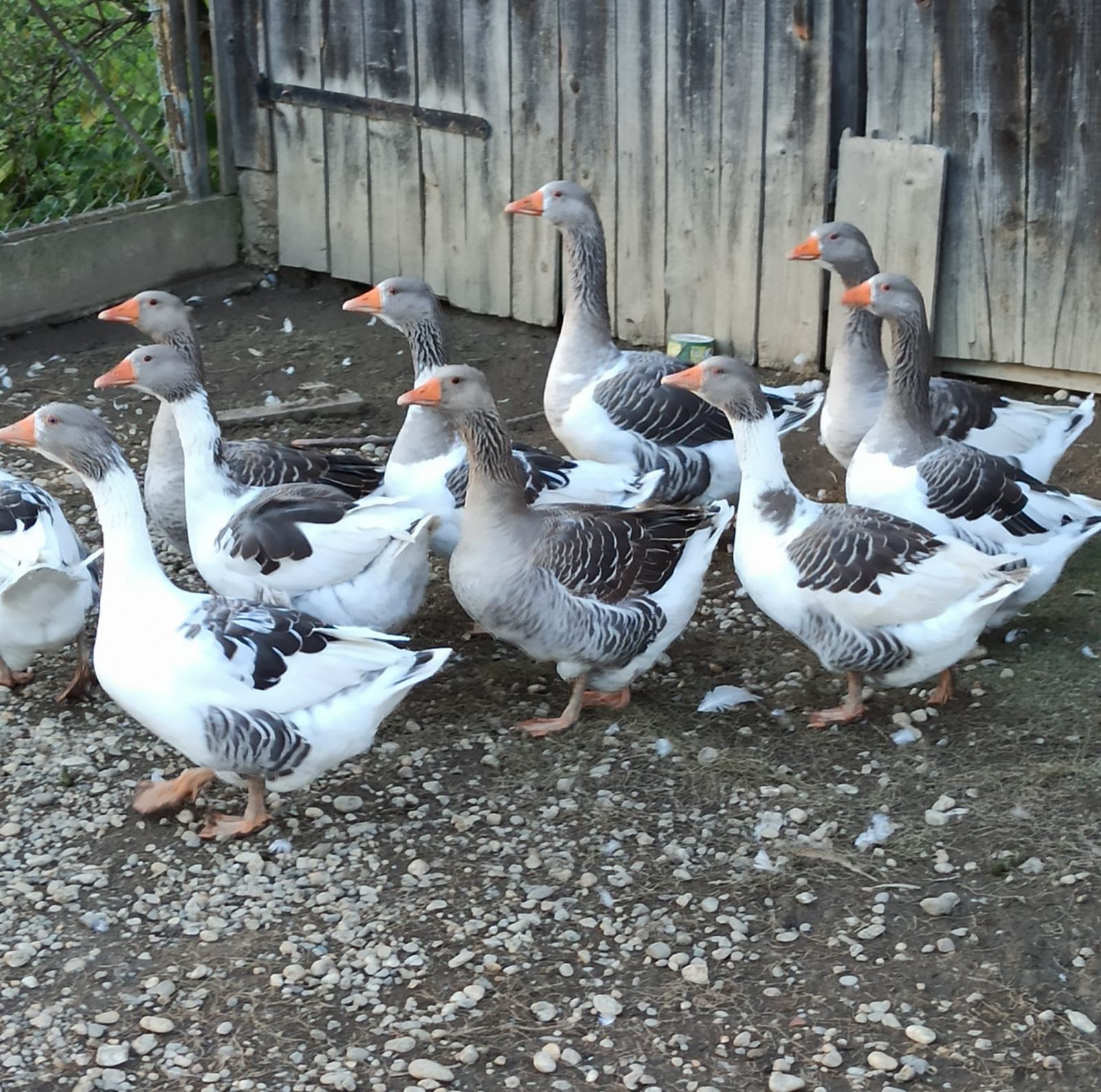 Prodajem domaće guske