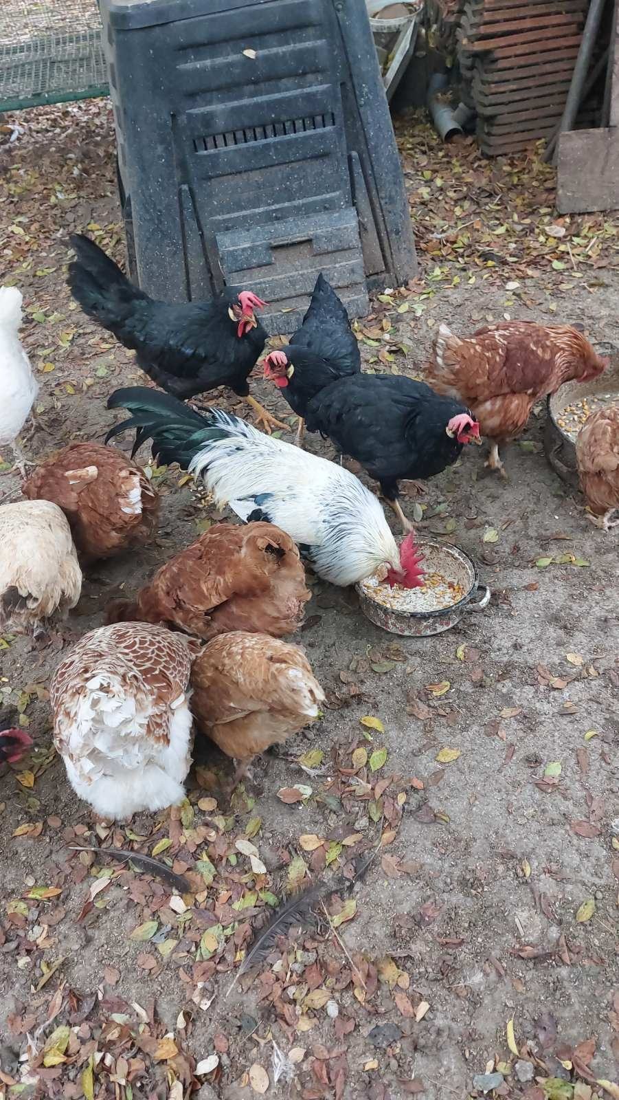 Prodajem domaće kokoške, SVE ZA 70€