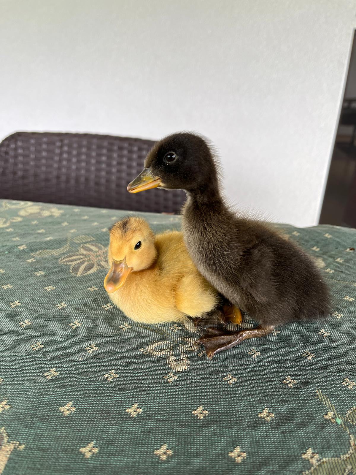 Prodajem domaće patke