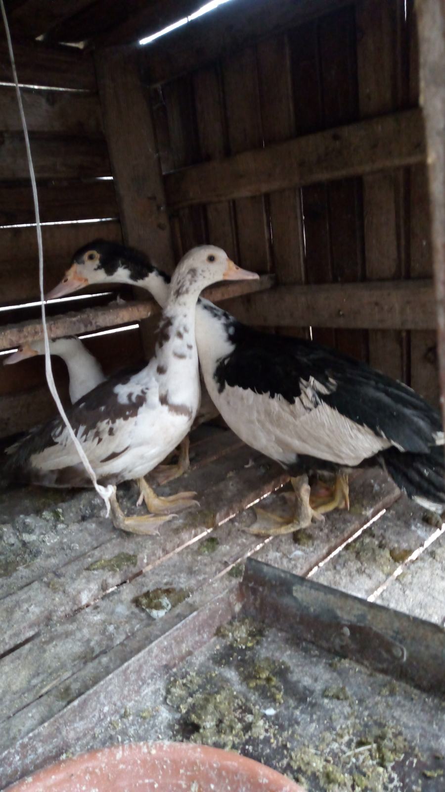 prodajem patke japanke uboji