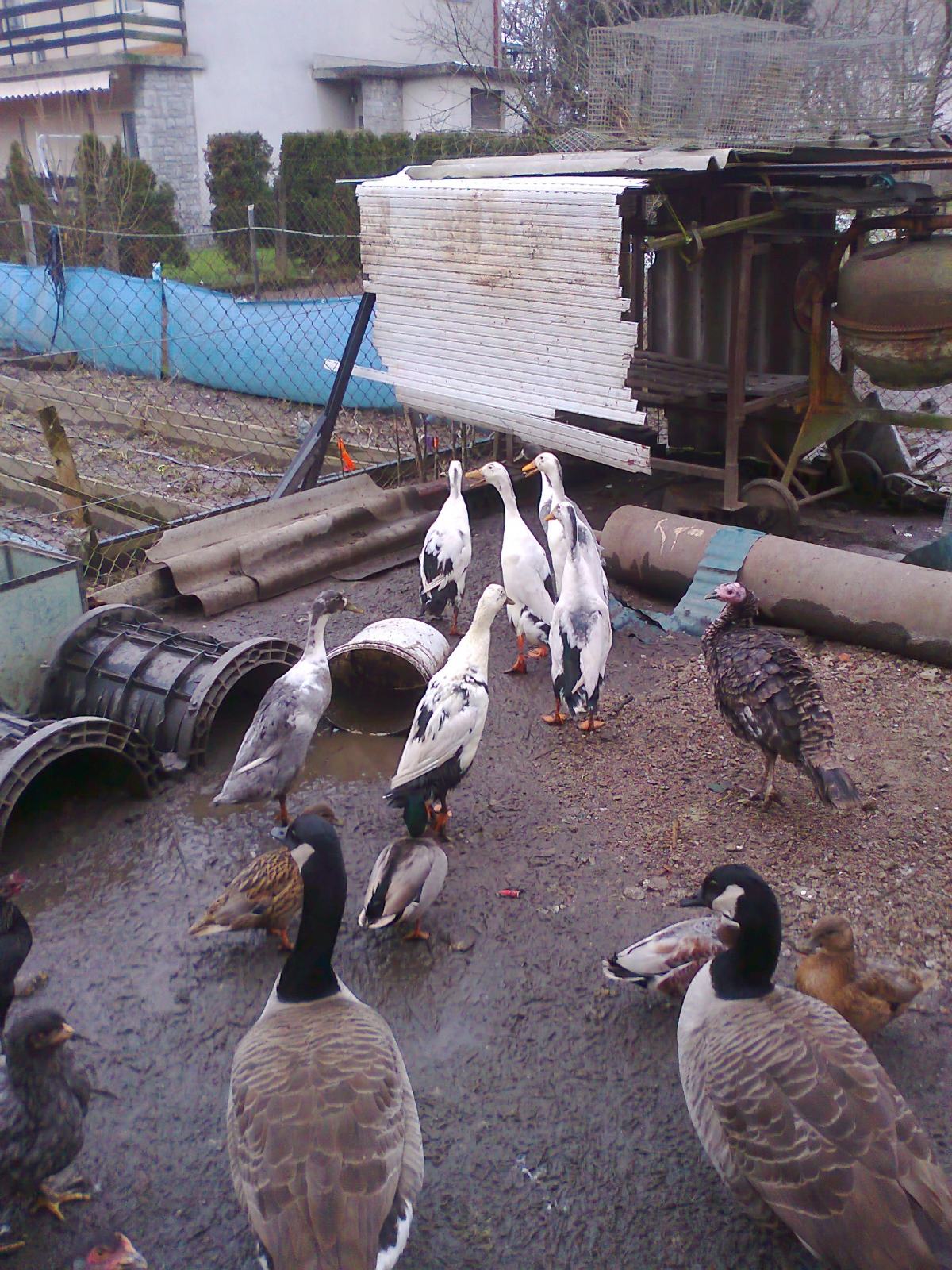 prodajem guske kanadske