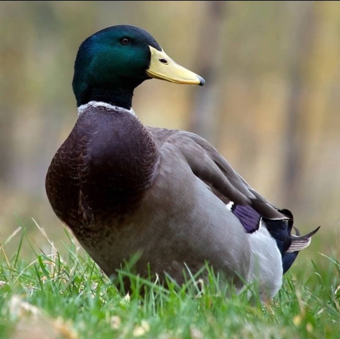 Prodajem ili mijenjam ruanske patke